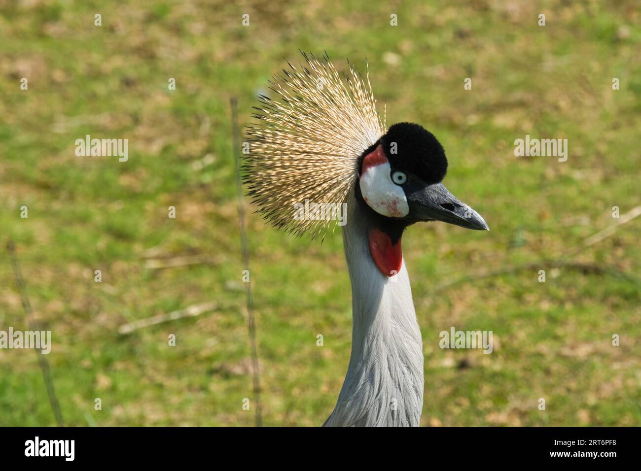 National Bird of Uganda, grey crowned crane in the Paris zoologic park ...