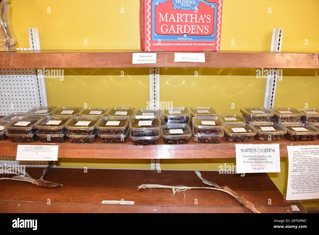 Yuma, AZ USA. 3/14/2023. Martha’s Gardens Medjool Date Farm was founded ...