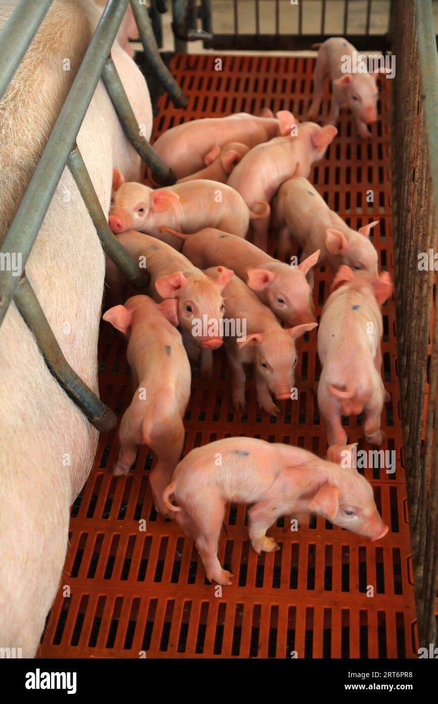 A group of piglets are suckling, next to sows, in a farm, China Stock ...