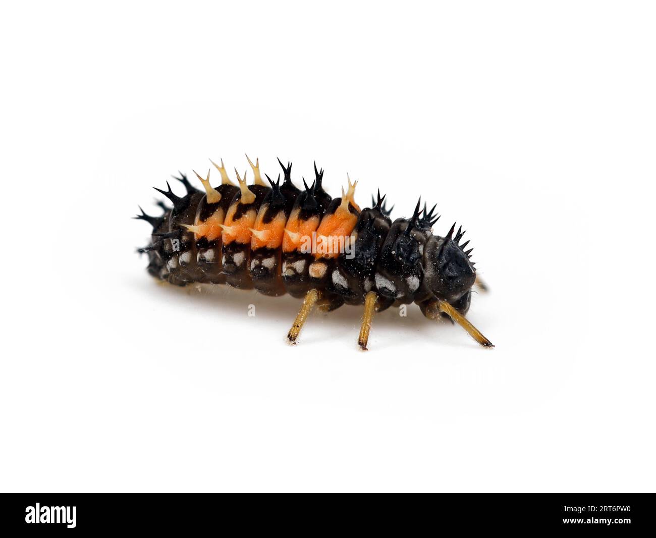 Ladybird life cycle Cut Out Stock Images & Pictures - Alamy