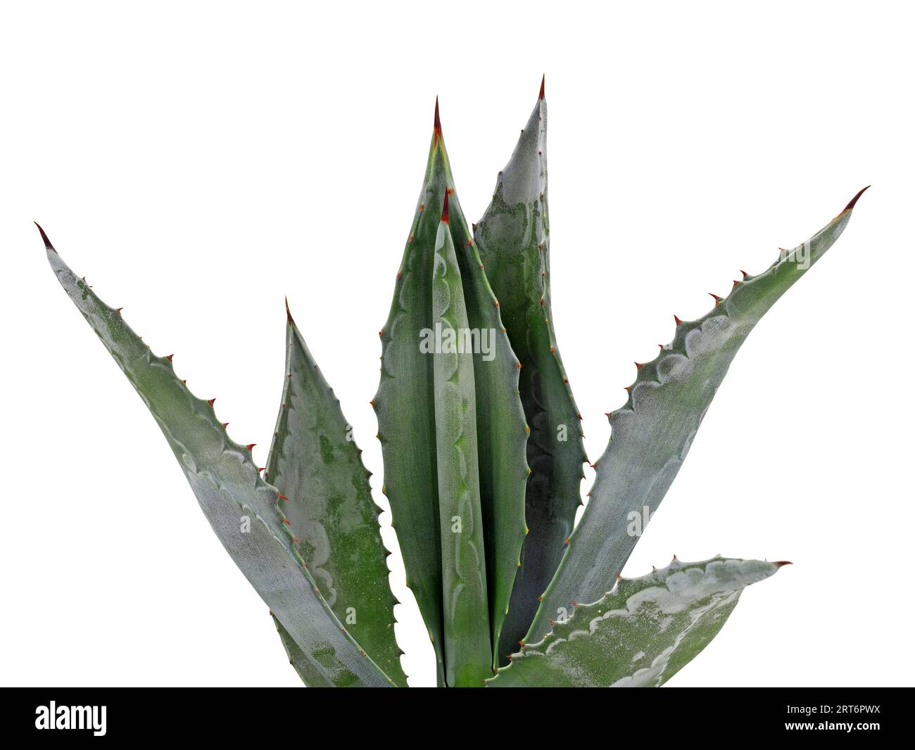 side view of an agave plant isolated on white background, agavoideae ...