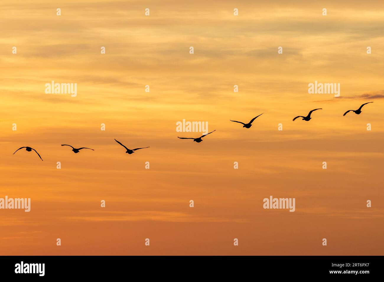 Geese flying in a line at sunset, on a late summer's evening Stock ...