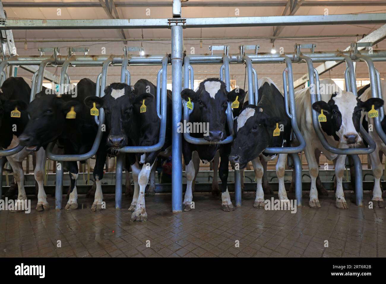 Cows in the farm, China Stock Photo - Alamy