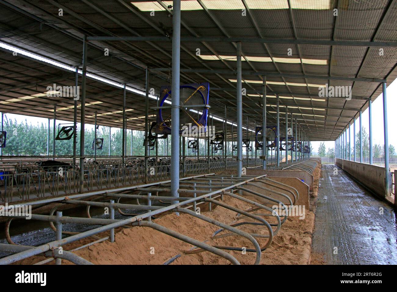 Steel frame structure in dairy farm Stock Photo - Alamy