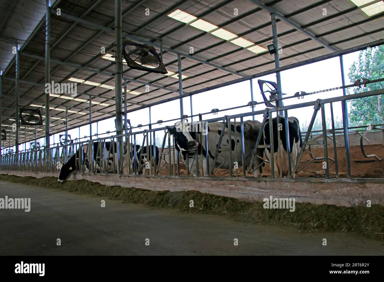 Farm animals in china hi-res stock photography and images - Alamy