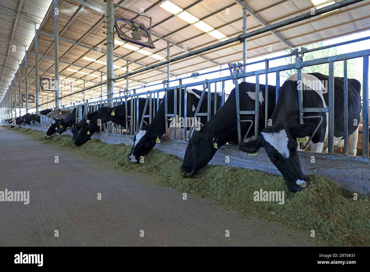 Cows in the farm, China Stock Photo - Alamy