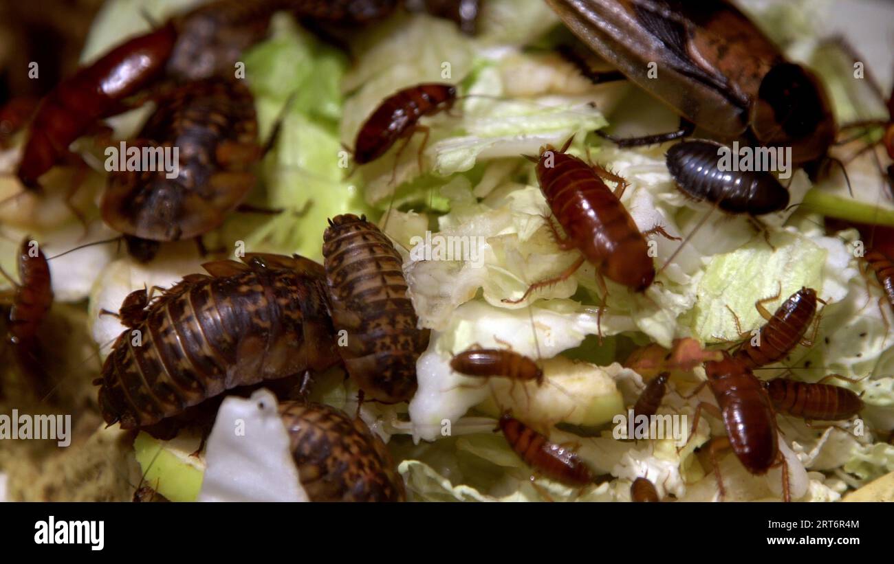 A group of cockroaches of different species big and small eat food ...