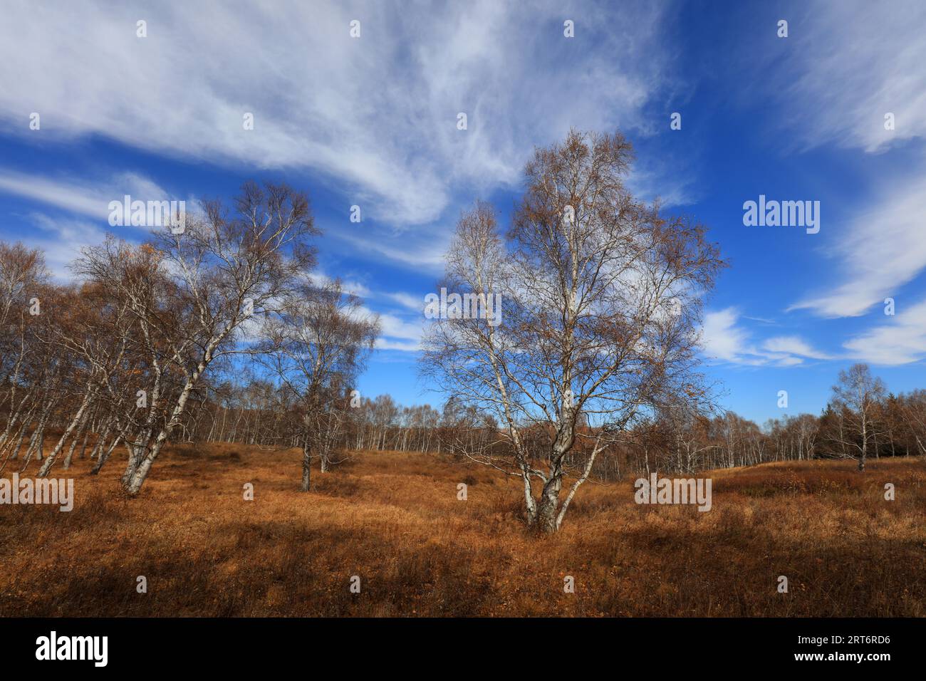 Birch forest under blue sky in huanggangliang Park of Keshiketeng World ...