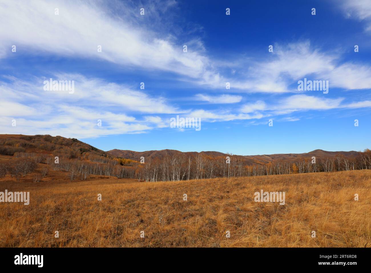 Birch forest under blue sky in huanggangliang Park of Keshiketeng World ...