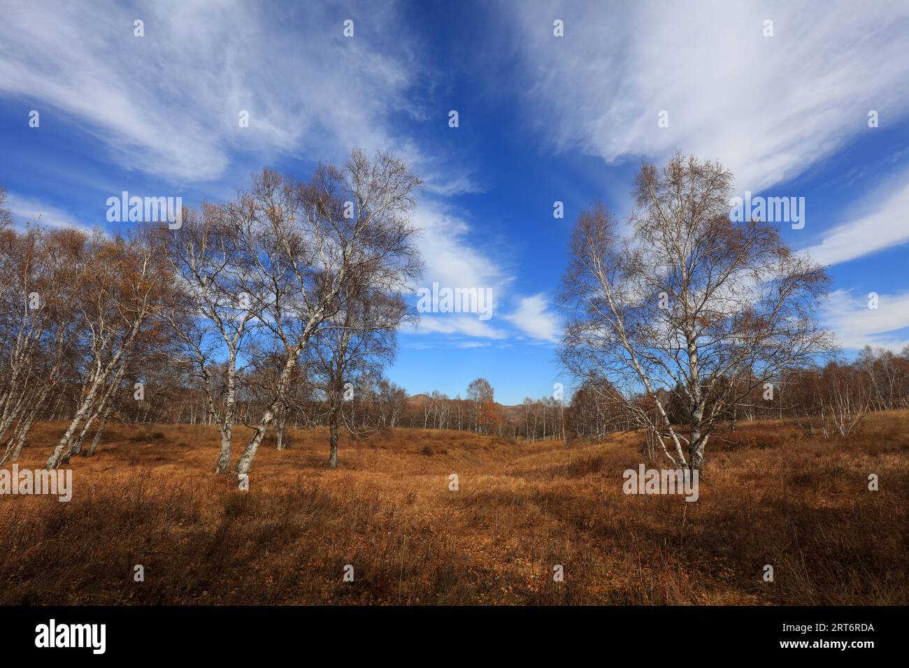 Birch forest under blue sky in huanggangliang Park of Keshiketeng World ...