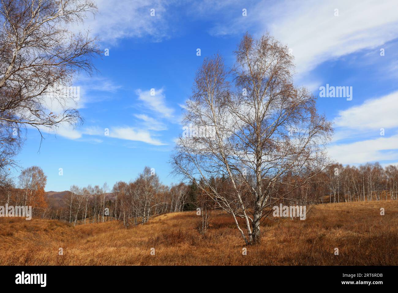 Birch forest under blue sky in huanggangliang Park of Keshiketeng World ...
