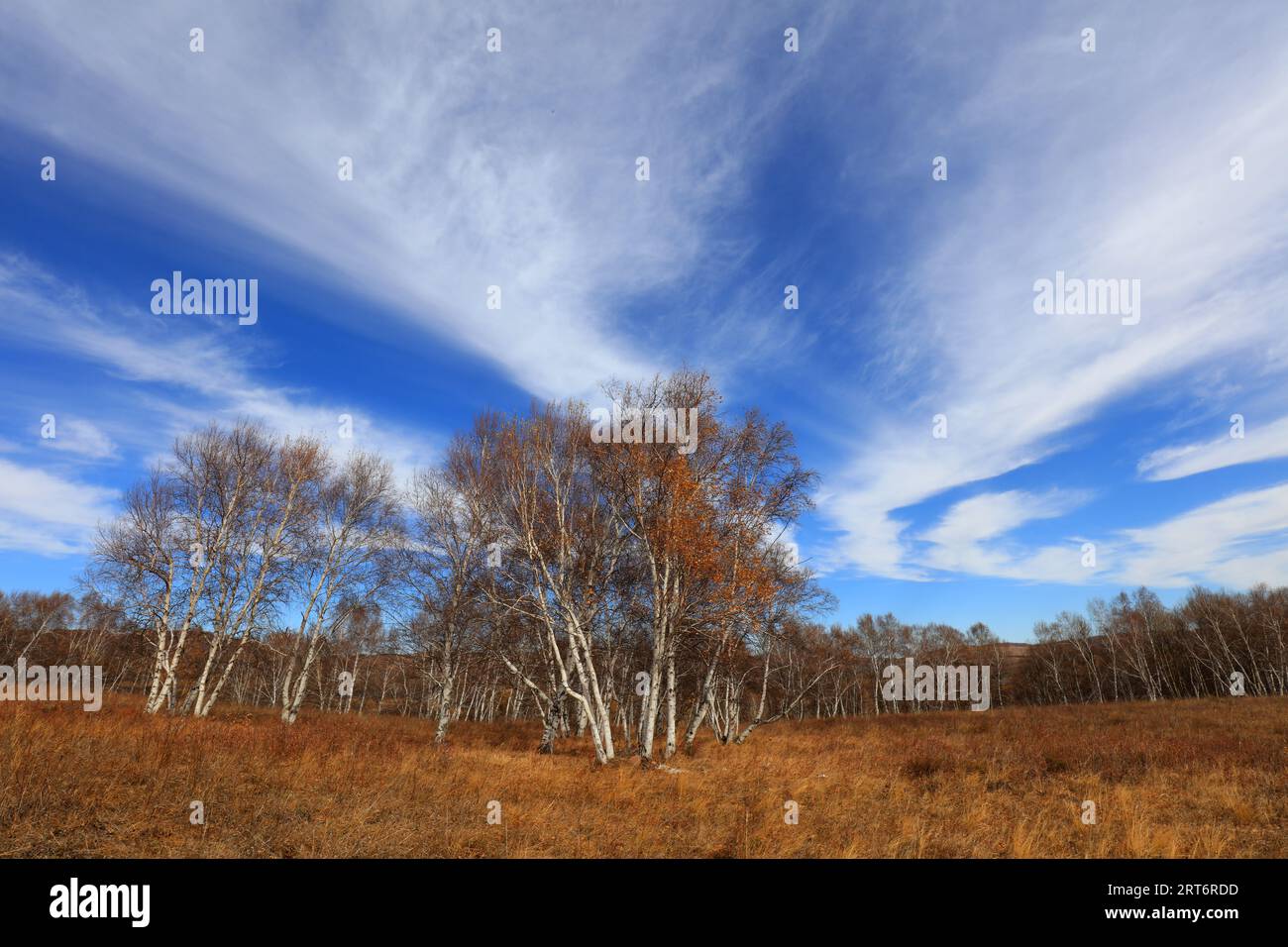 Birch forest under blue sky in huanggangliang Park of Keshiketeng World ...