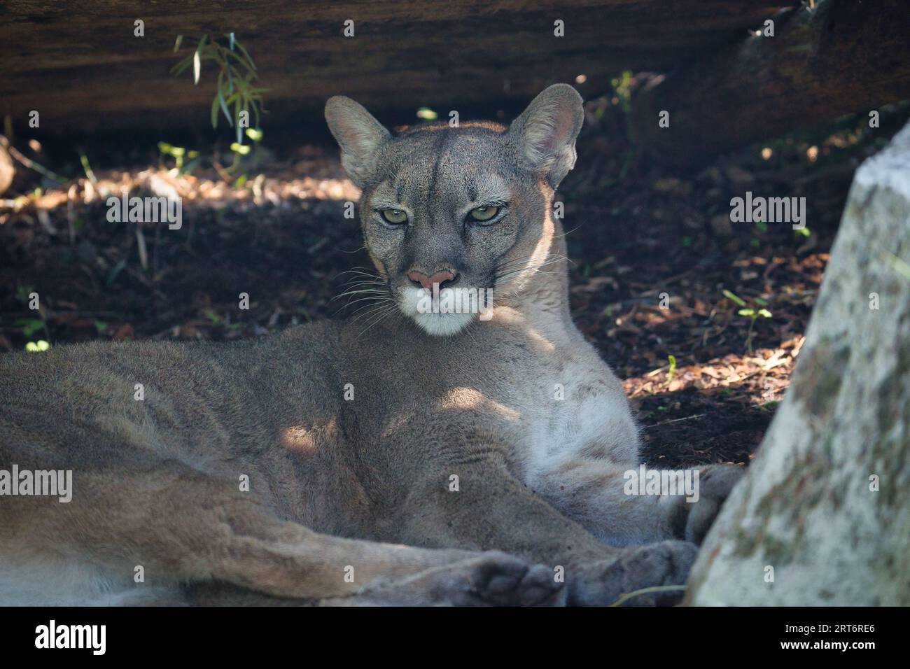 Puma concolor, is a carnivorous mammal from the Felidae family which ...