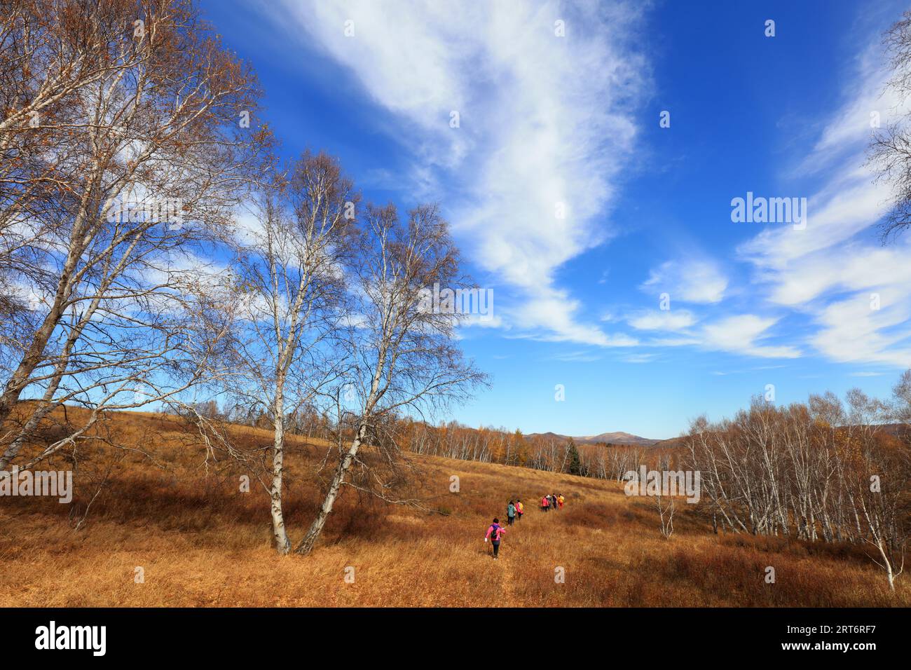 Birch forest under blue sky in huanggangliang Park of Keshiketeng World ...