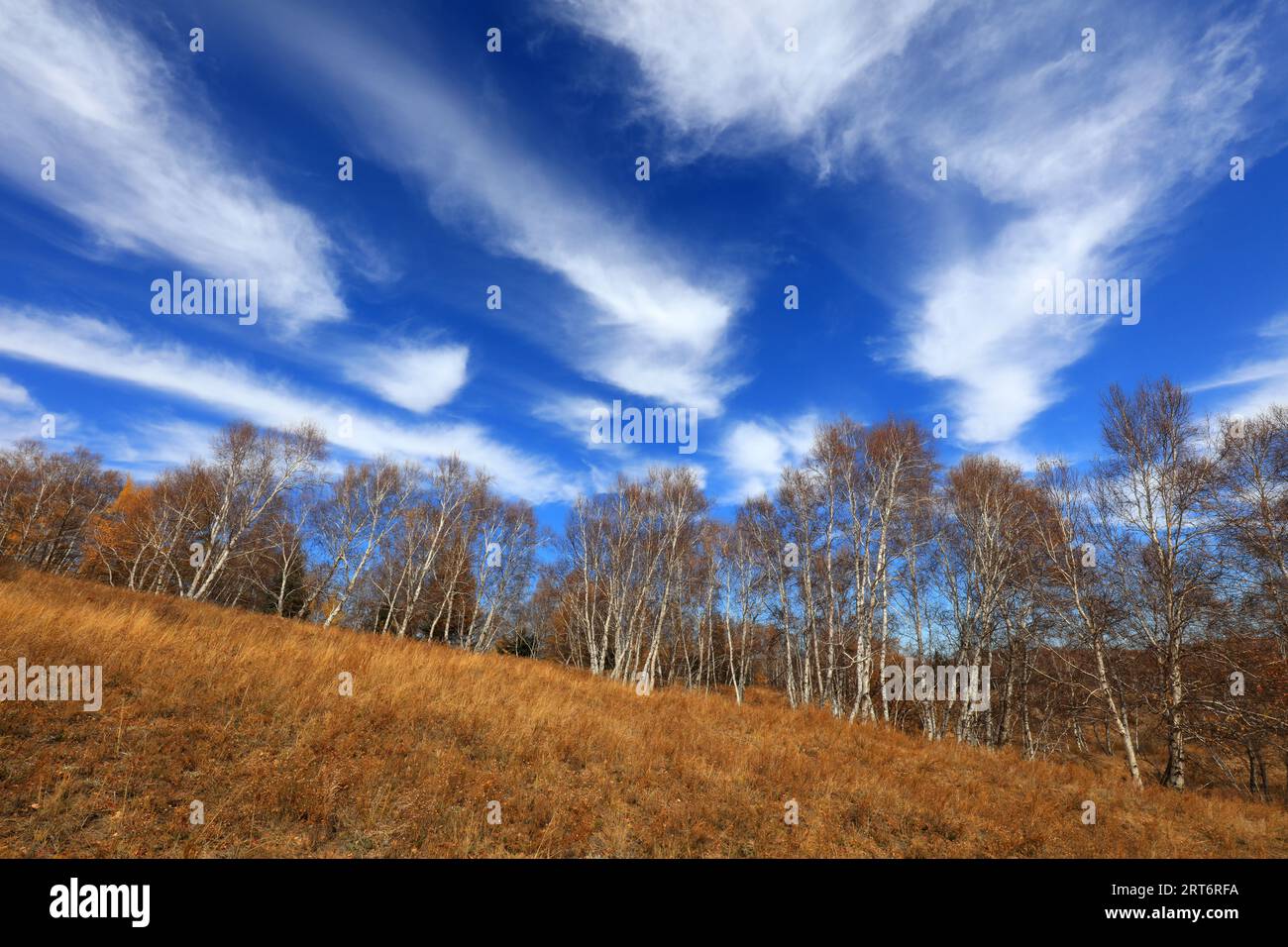 Birch forest under blue sky in huanggangliang Park of Keshiketeng World ...