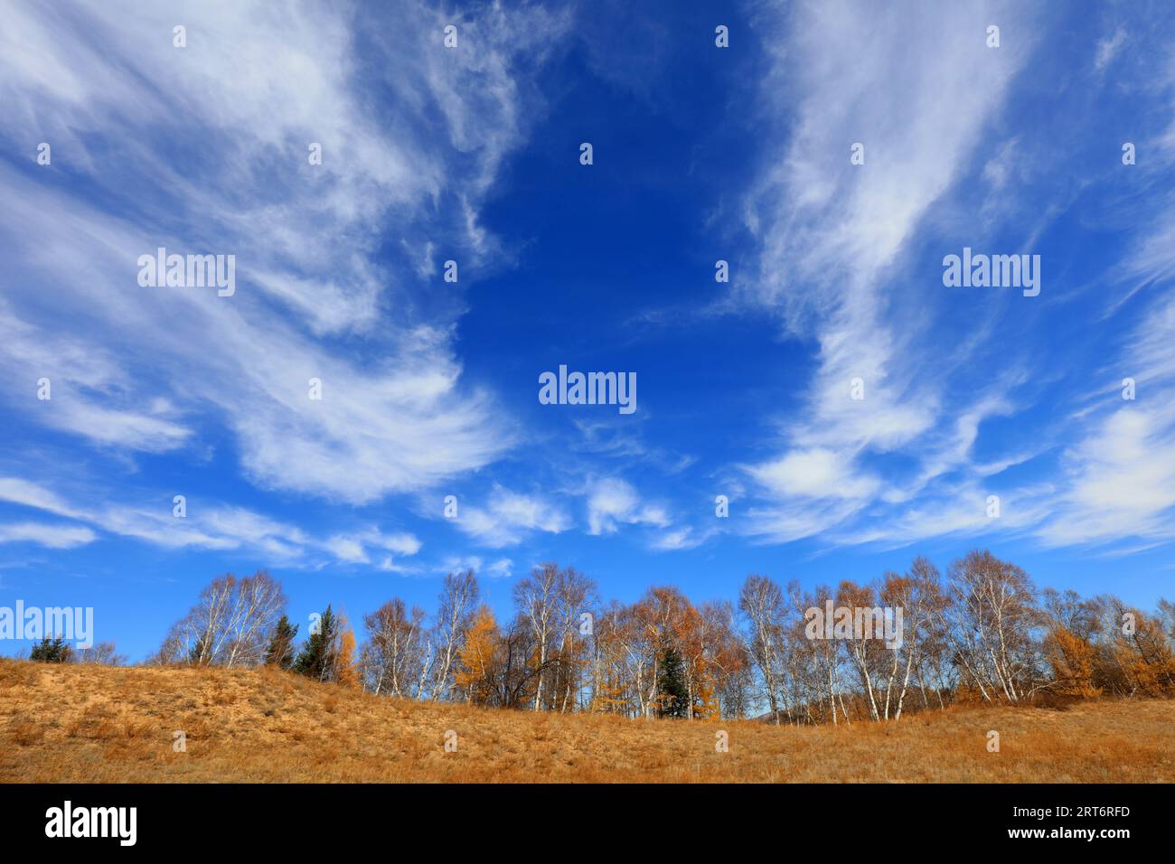 Birch forest under blue sky in huanggangliang Park of Keshiketeng World ...