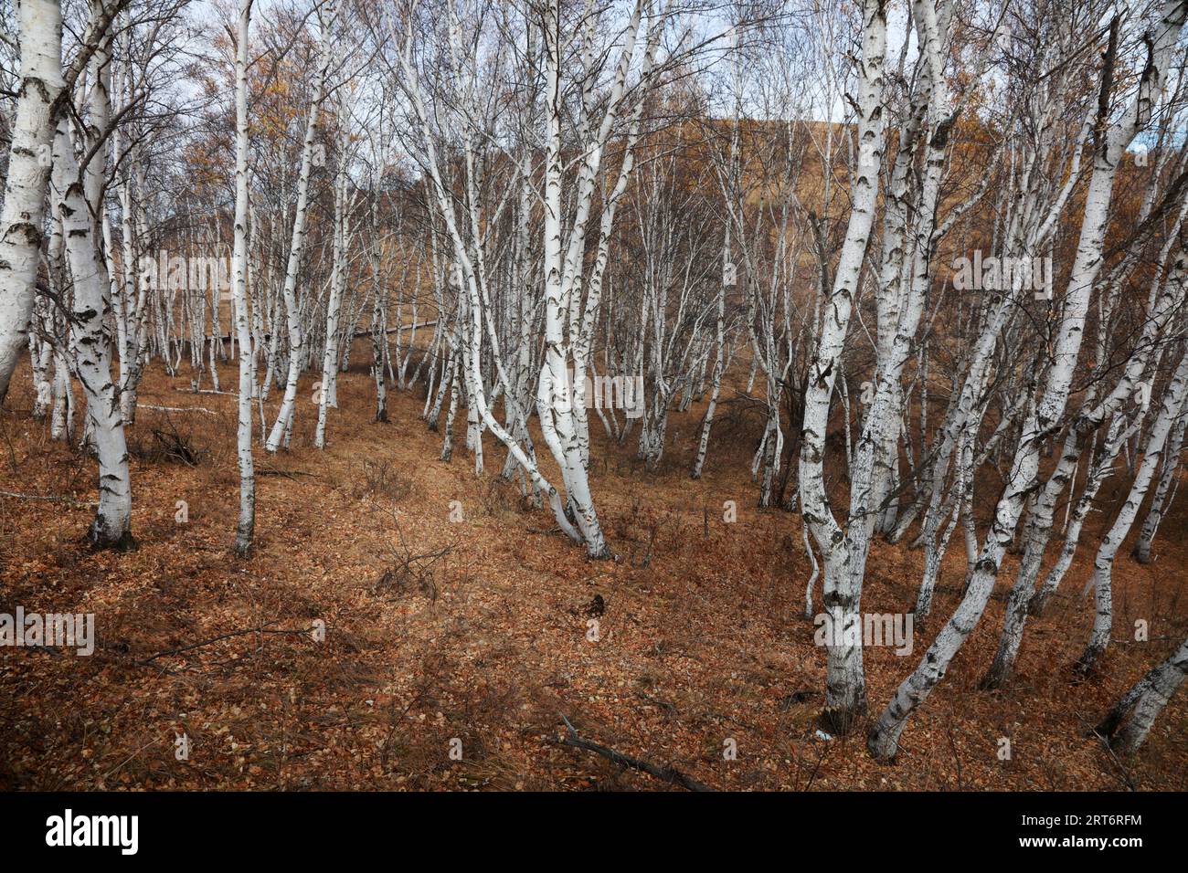 Birch forest under blue sky in huanggangliang Park of Keshiketeng World ...