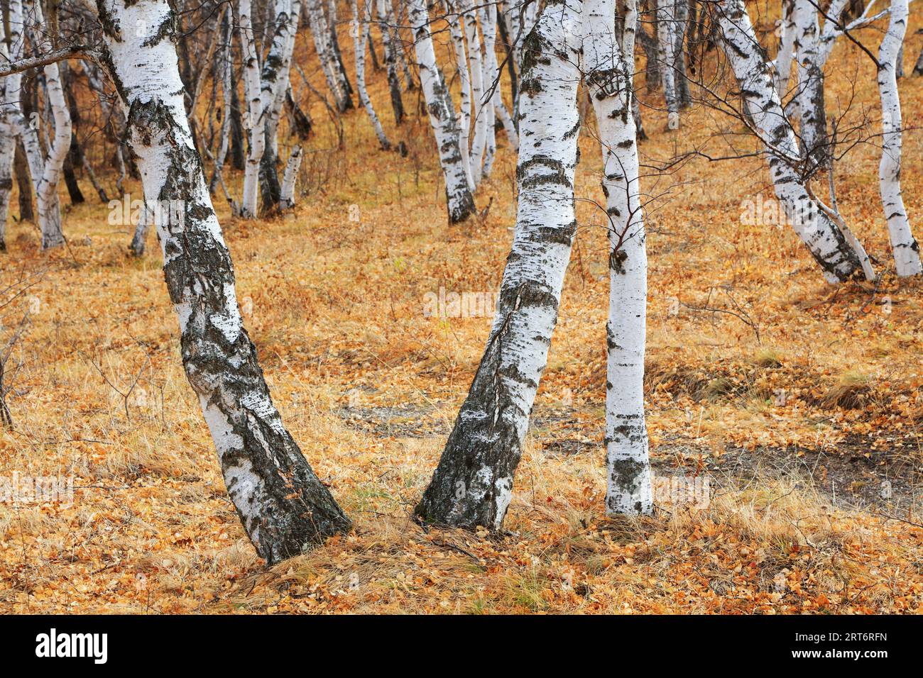 Birch forest under blue sky in huanggangliang Park of Keshiketeng World ...