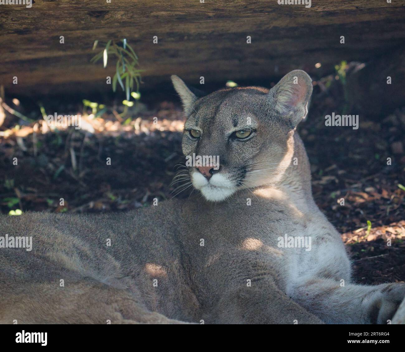 Puma concolor, is a carnivorous mammal from the Felidae family which ...