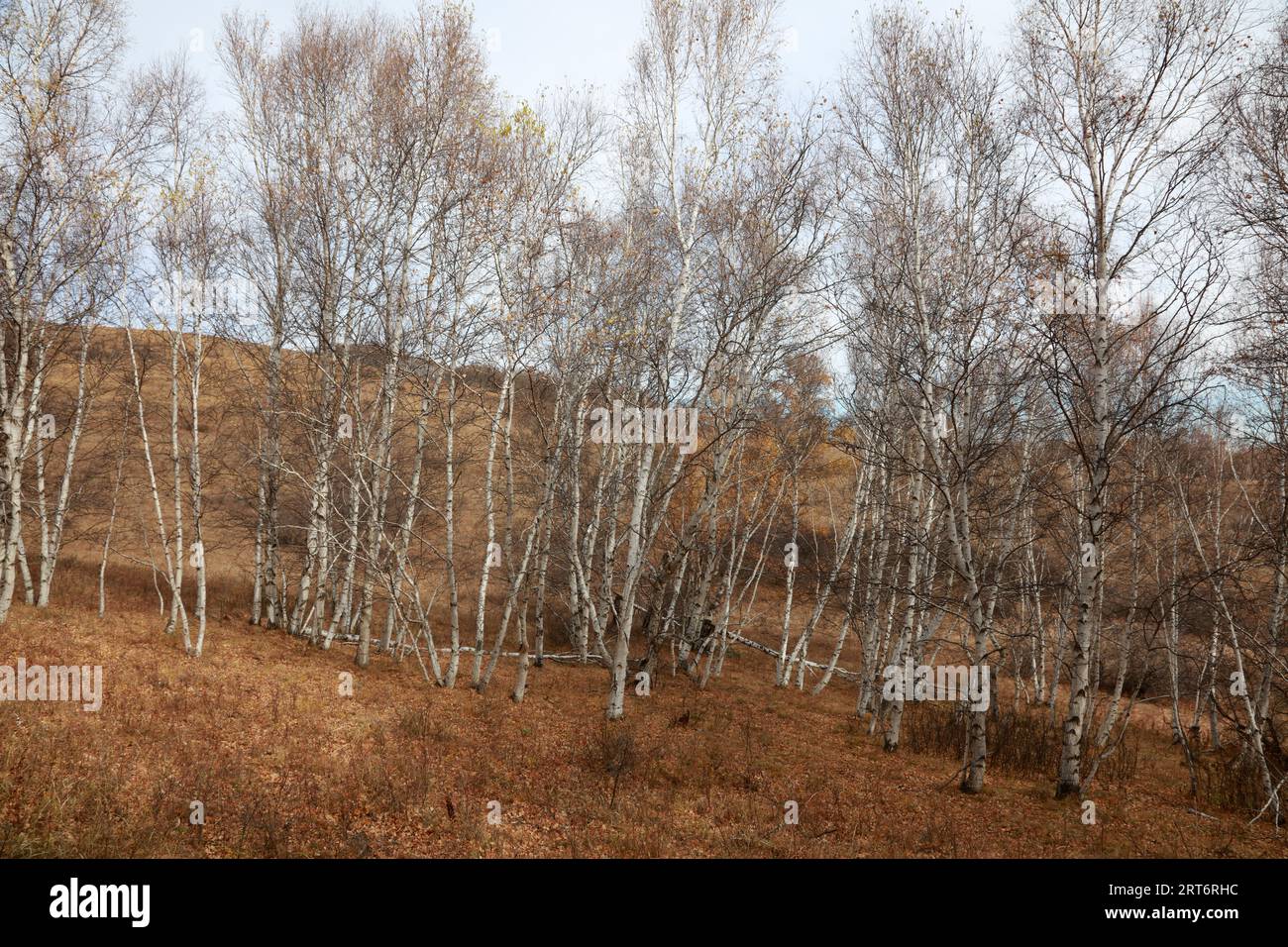 Birch forest under blue sky in huanggangliang Park of Keshiketeng World ...