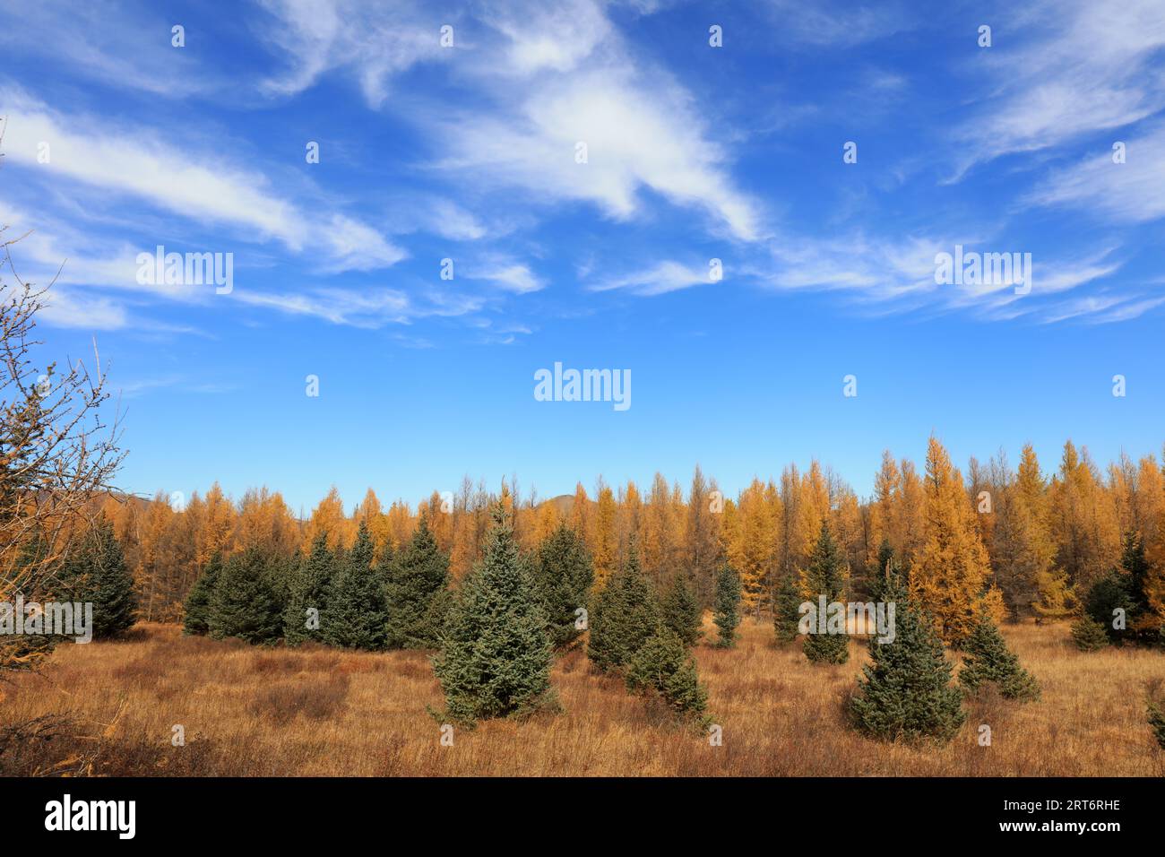 Pine trees in huanggangliang Park, Keshiketeng World Geopark, Inner ...