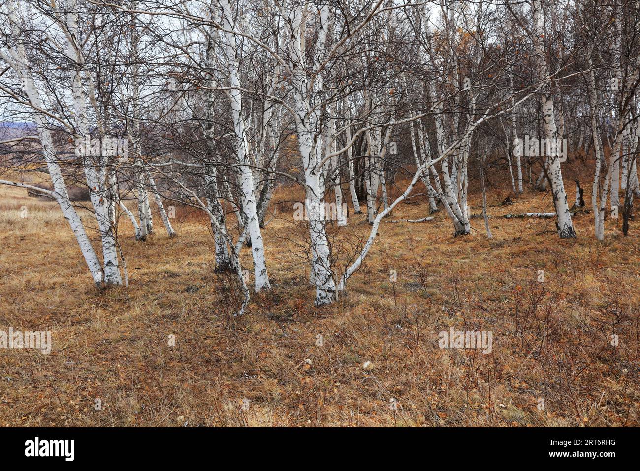 Birch forest under blue sky in huanggangliang Park of Keshiketeng World ...