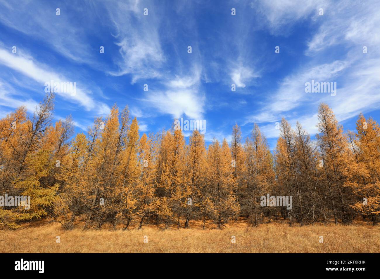 Pine trees in huanggangliang Park, Keshiketeng World Geopark, Inner ...