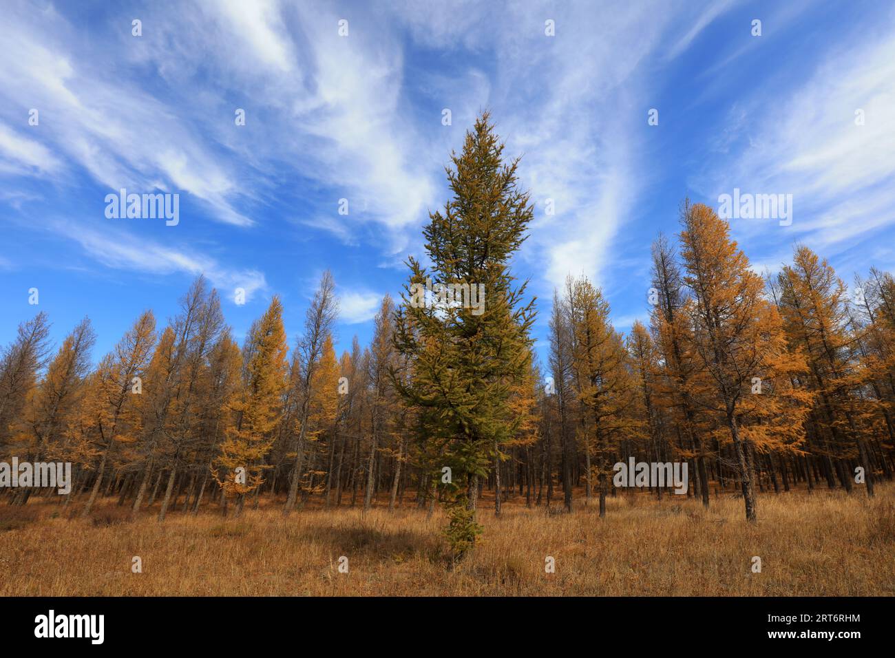 Keshiketeng banner hi-res stock photography and images - Alamy