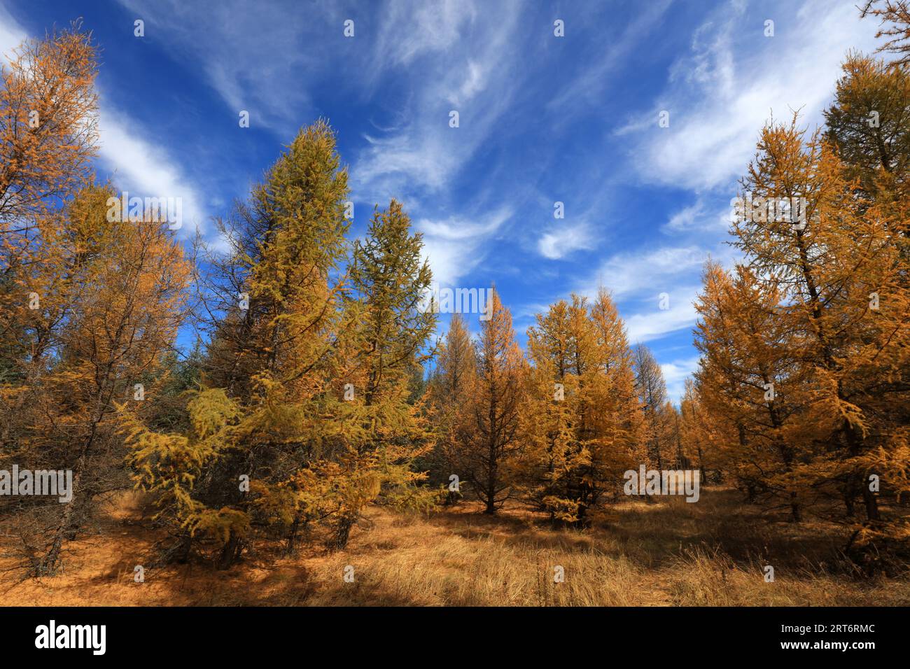 Pine trees in huanggangliang Park, Keshiketeng World Geopark, Inner ...