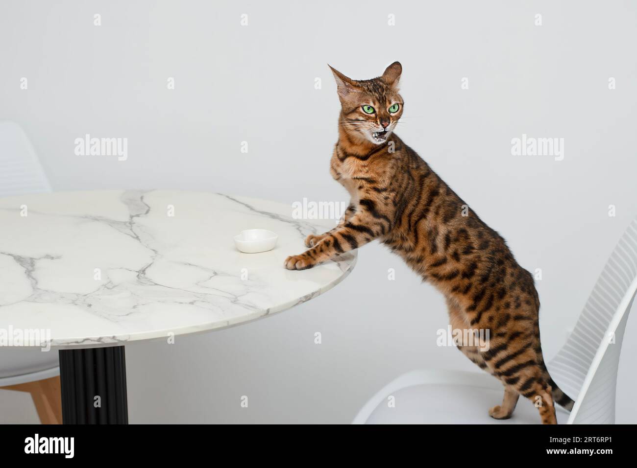 Pets. Concept. A beautiful, red leopard Bengal cat stands on a chair ...