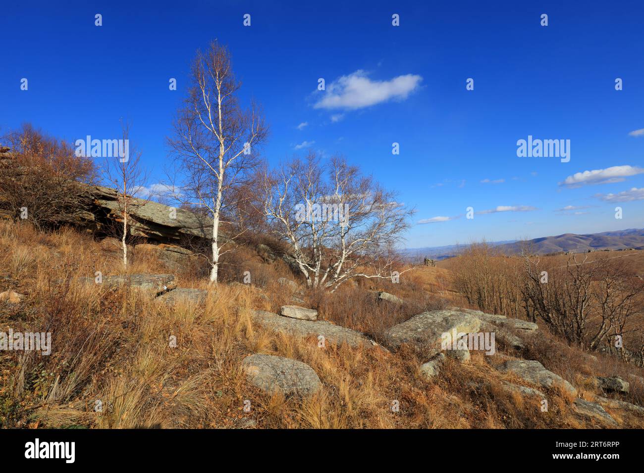 Landscape of ashhatu Stone Forest in Keshiketeng World Geopark, Inner ...