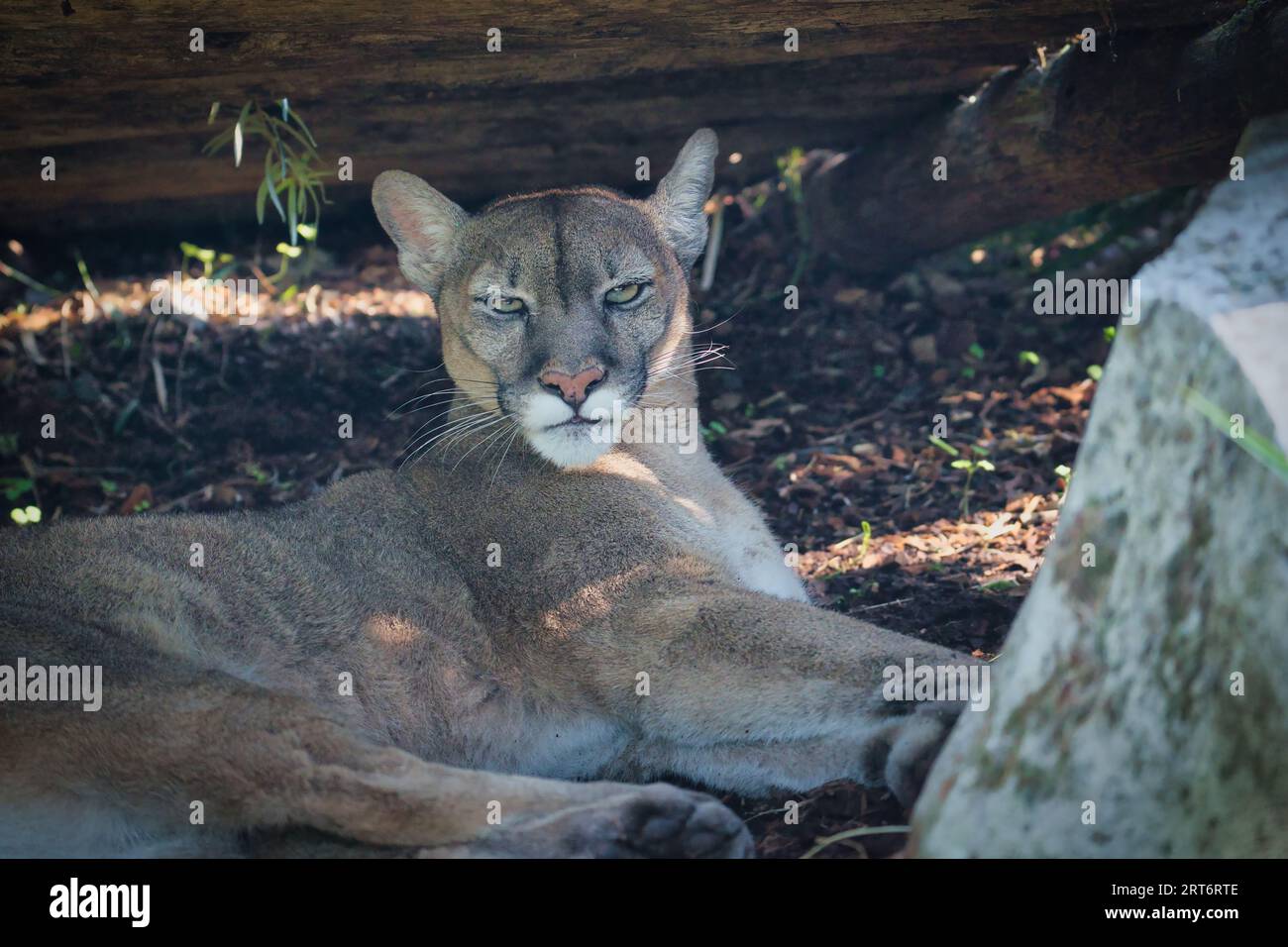 Puma concolor, is a carnivorous mammal from the Felidae family which ...