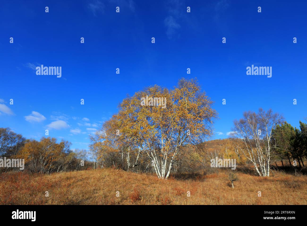 Birch forest in hot spring park of Keshiketeng World Geopark, Inner ...