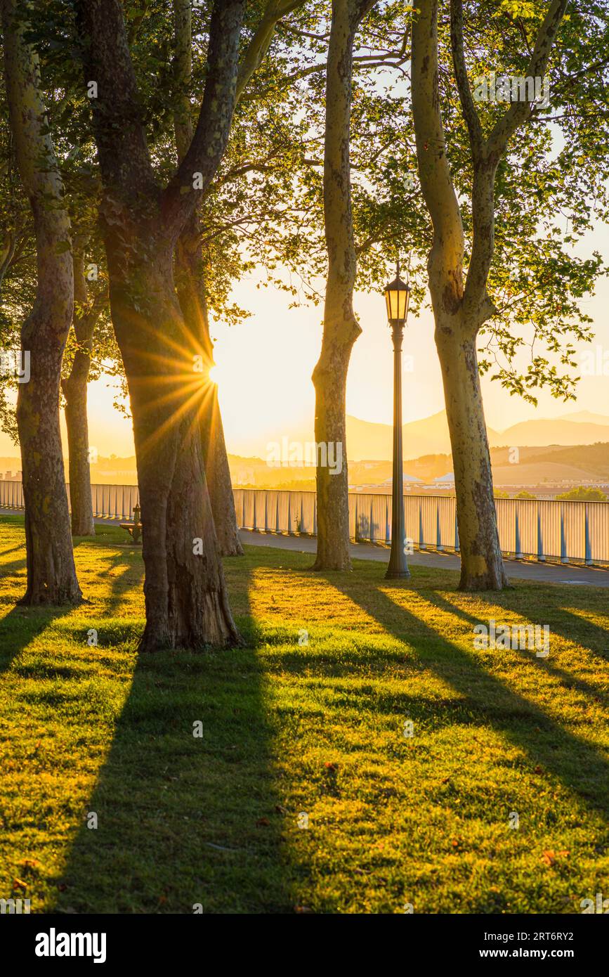 Trees in sunshine with sun star hi-res stock photography and images - Alamy