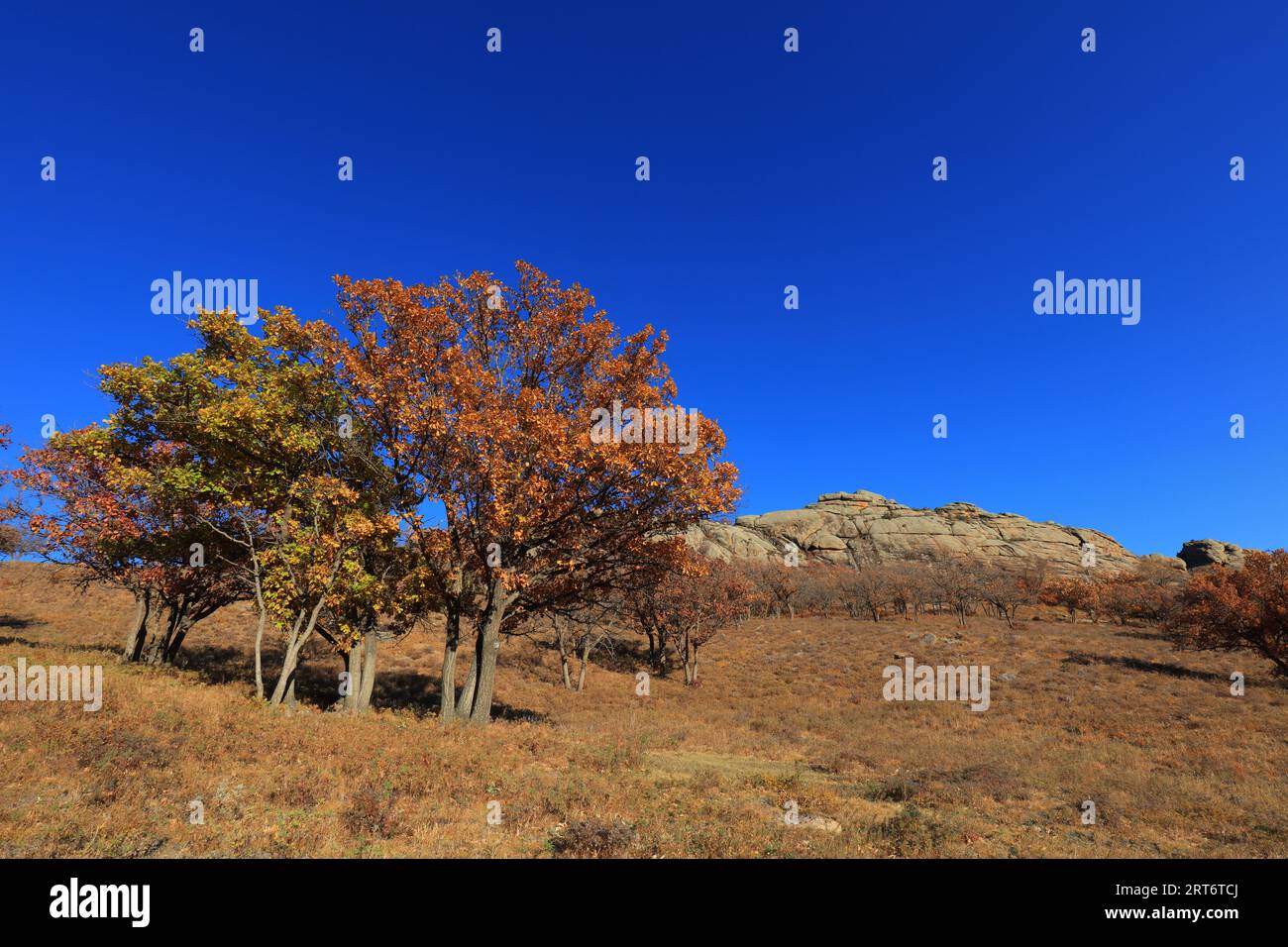 Natural scenery of Qingshan Park in Keshiketeng World Geopark, Inner ...