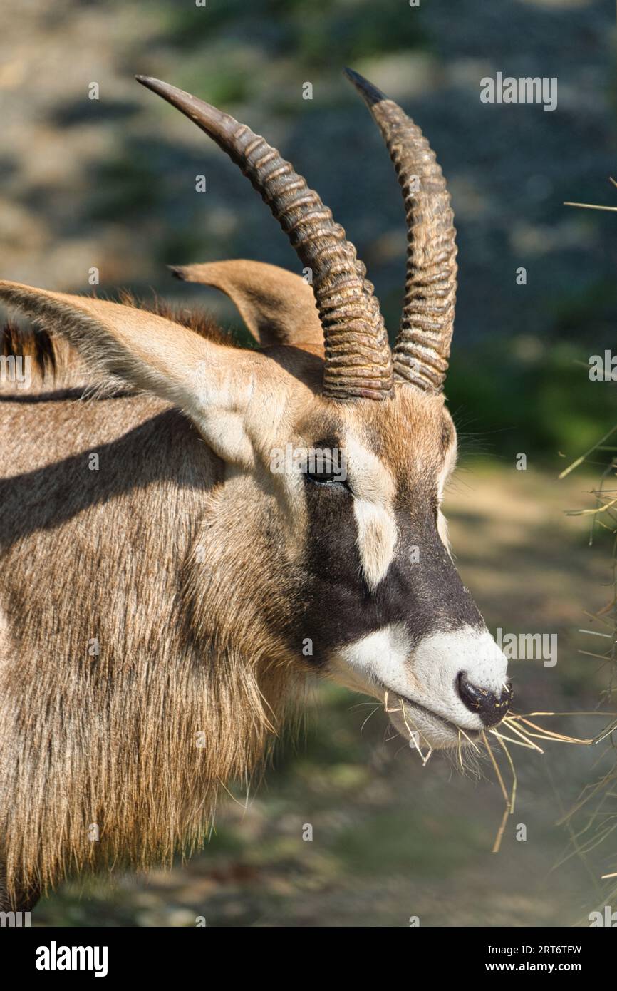 Roan antelope closeup in the Paris zoologic park, formerly known as the ...