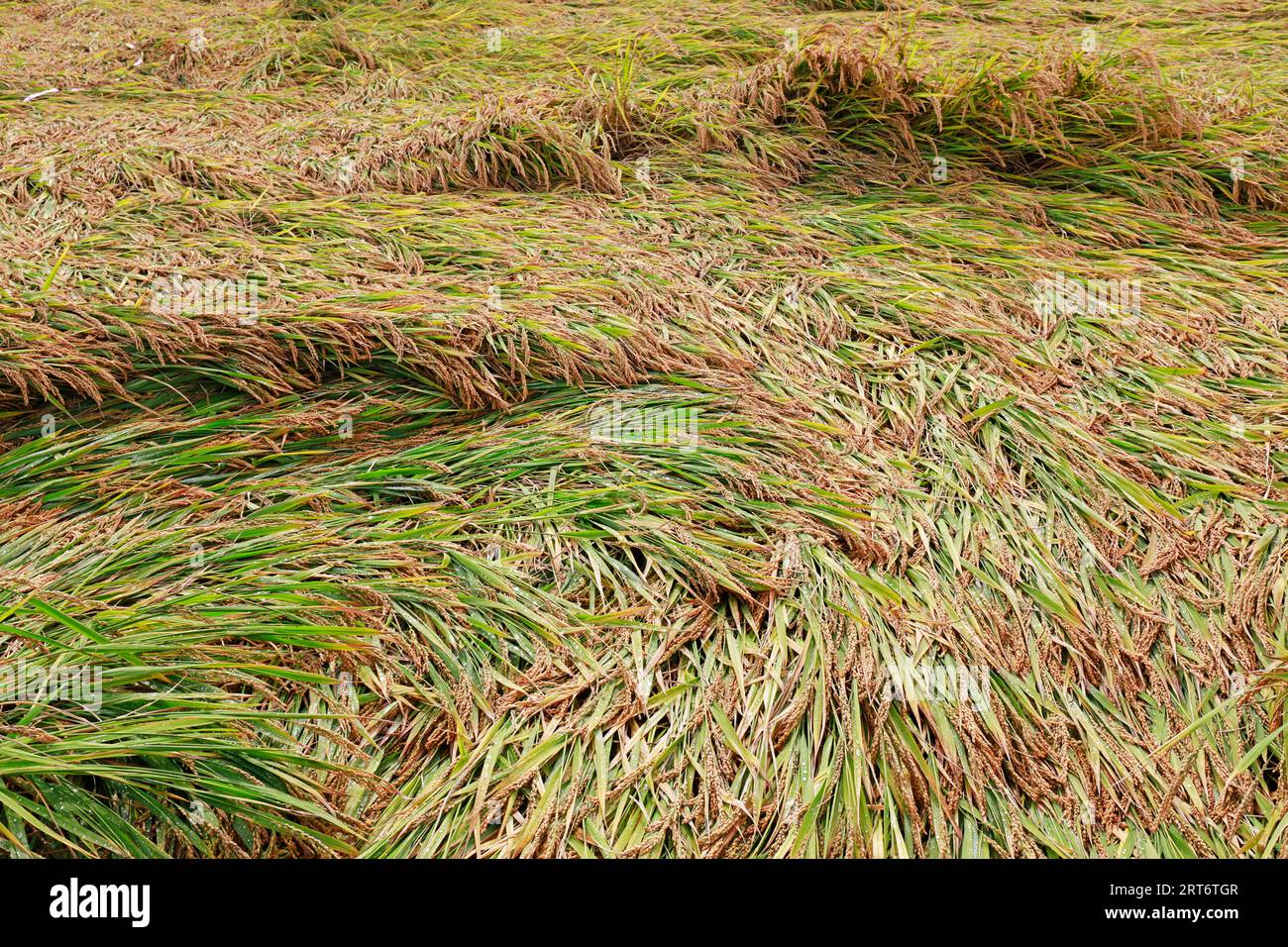 Rice plants blown down by the wind, on a farm, China Stock Photo - Alamy