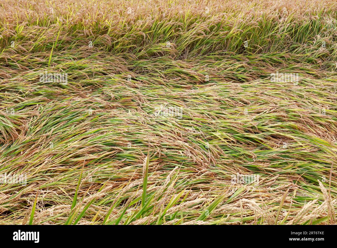 Harm reduction hi-res stock photography and images - Alamy