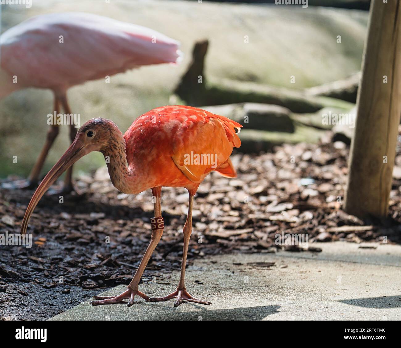 Fauna de colombia hi-res stock photography and images - Alamy