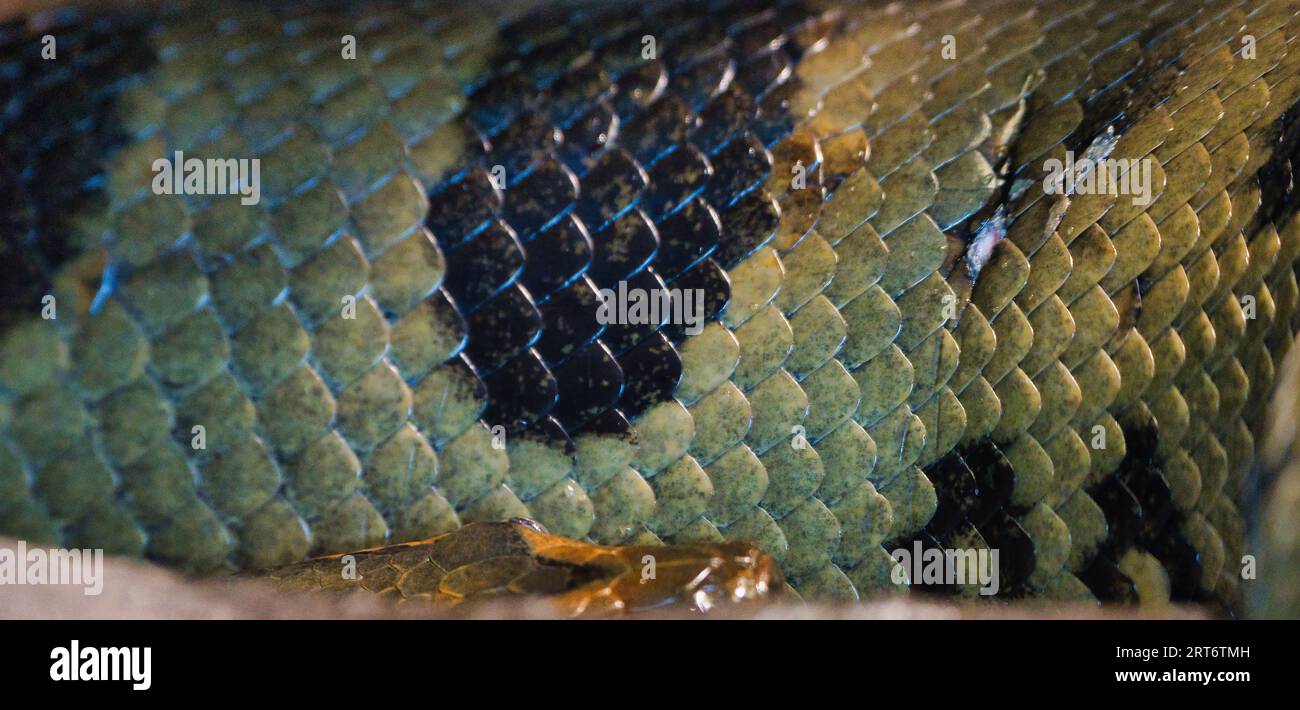 The common European adder snake skin closeup in the Paris zoologic park ...