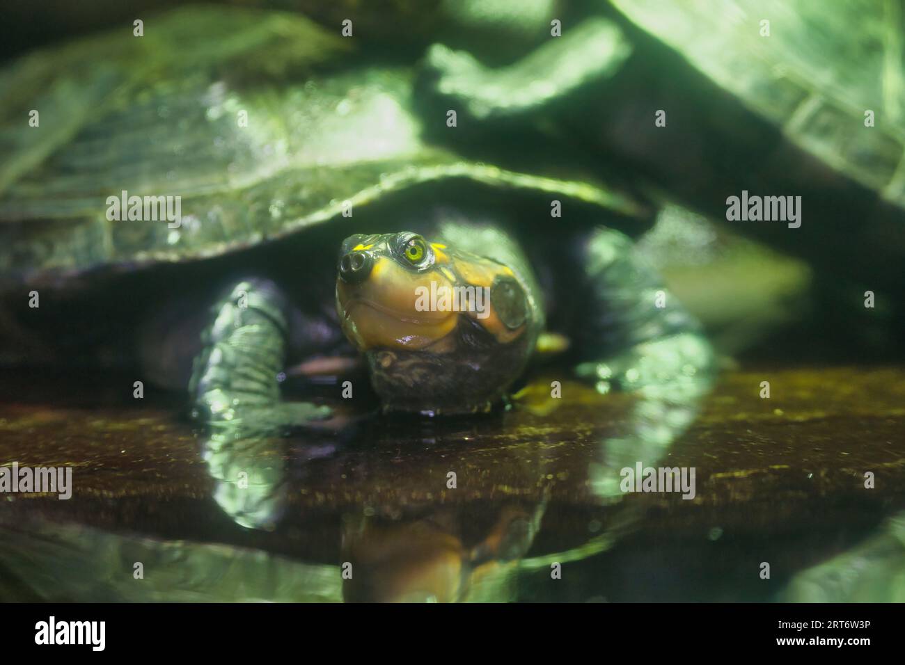 Spotted turtles are a very small turtle species that usually reach a ...