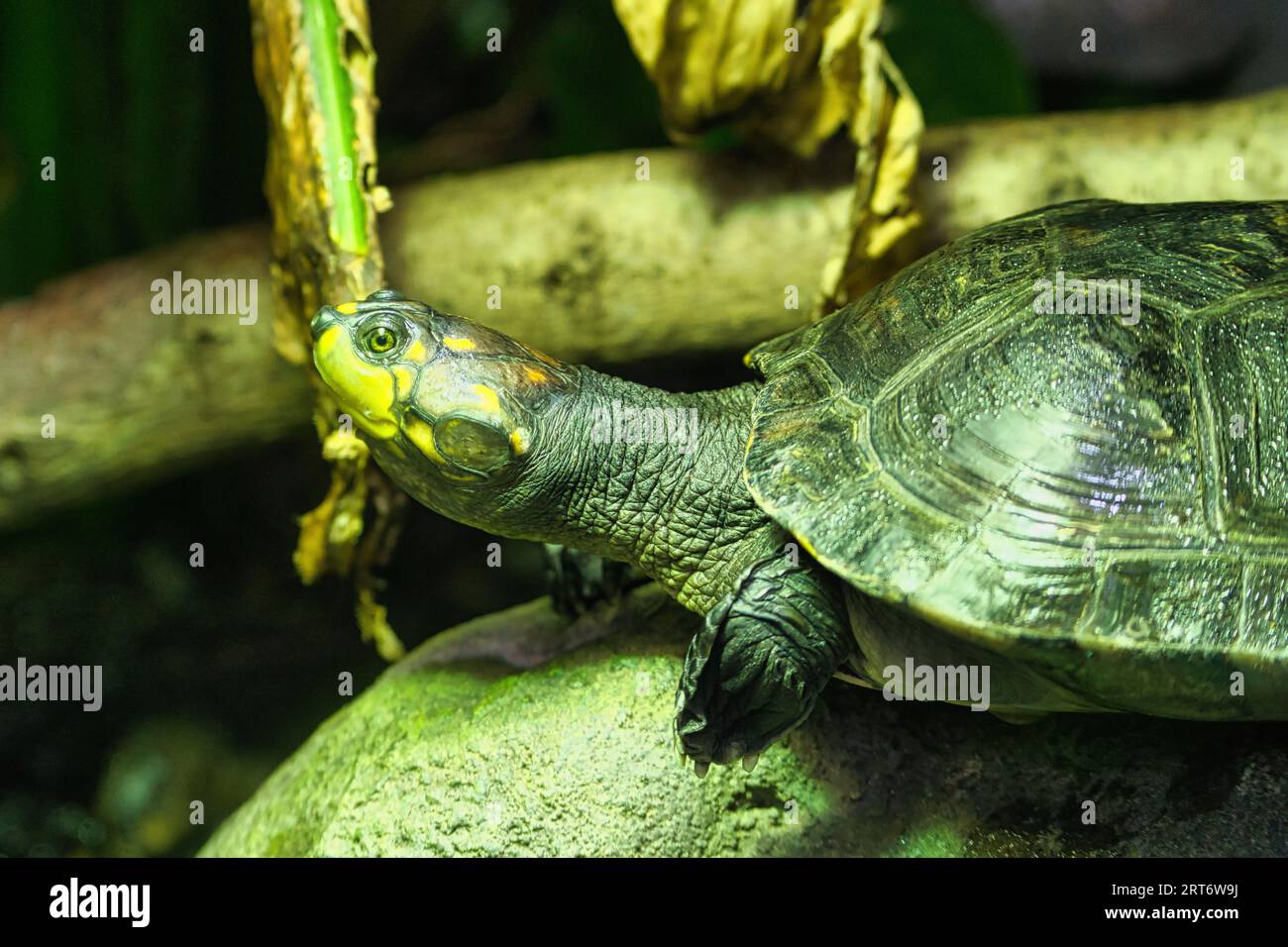Spotted turtles are a very small turtle species that usually reach a ...