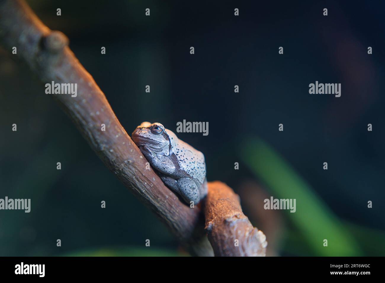 Carthaginian tree frog (Hyla carthaginiensis) in the Paris zoologic ...