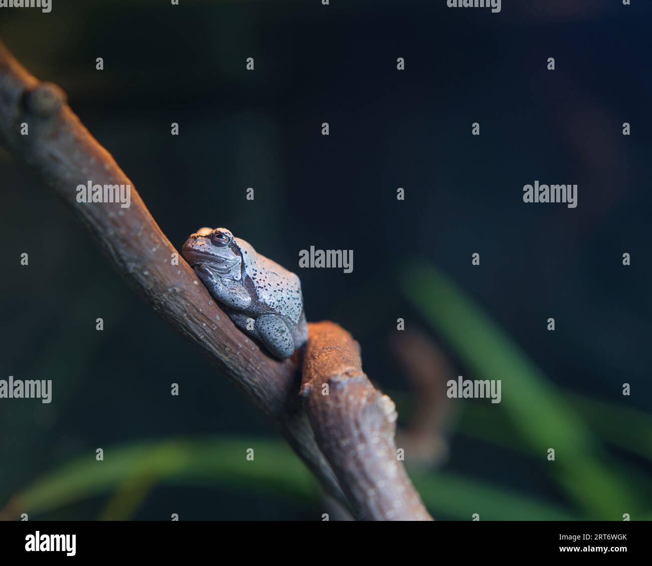 Carthaginian tree frog (Hyla carthaginiensis) in the Paris zoologic ...