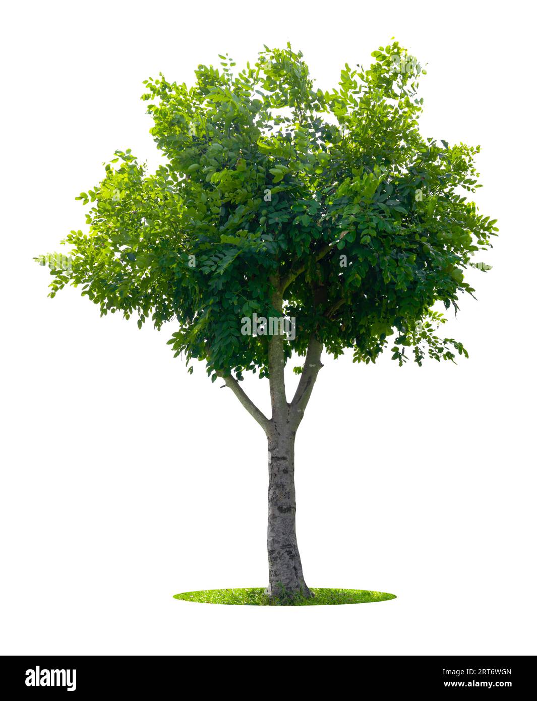 Tropical tree isolated on white background, Save clipping path Stock ...