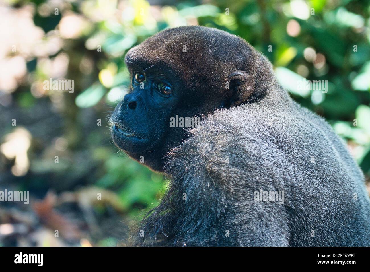 common woolly monkey in the Paris zoologic park, formerly known as the ...