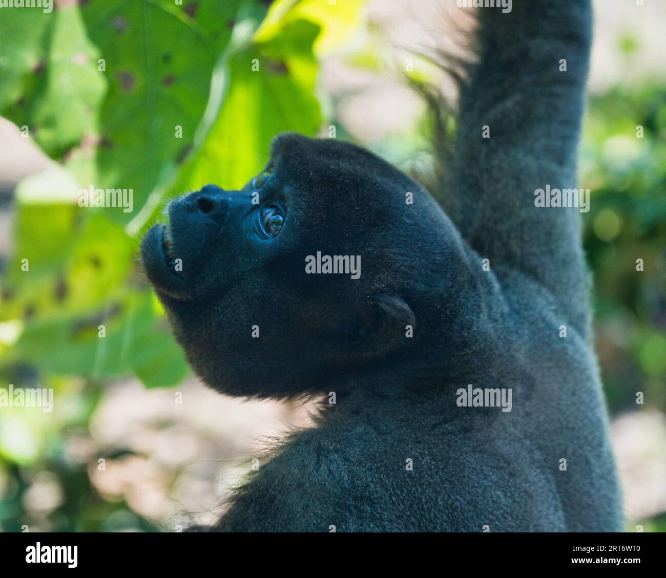 common woolly monkey in the Paris zoologic park, formerly known as the ...