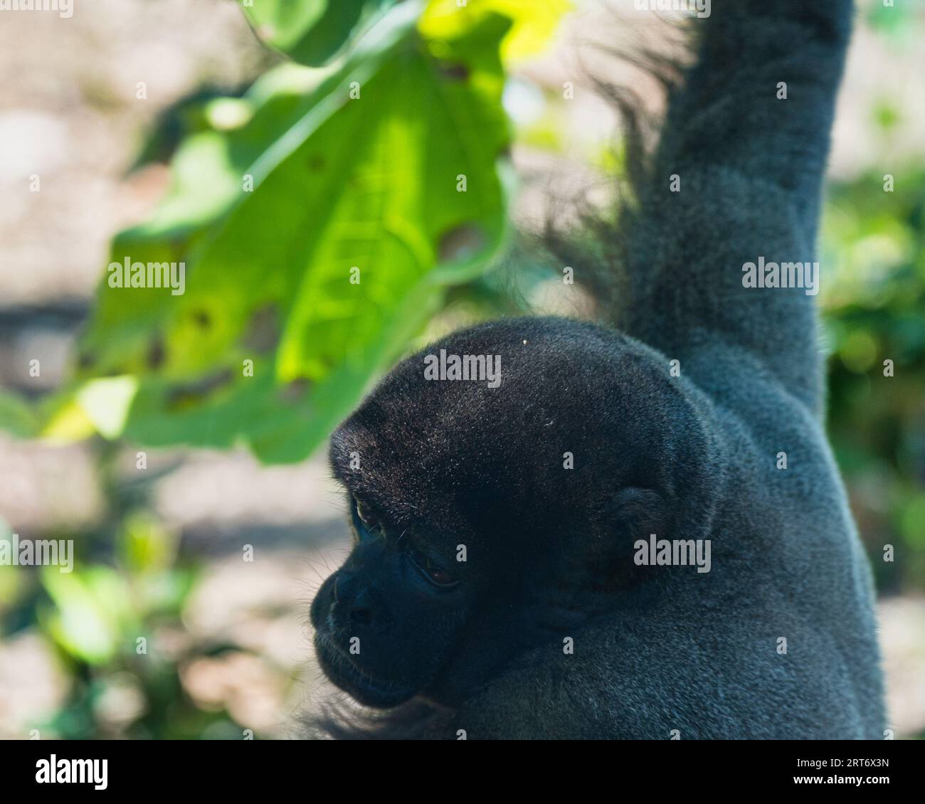 common woolly monkey in the Paris zoologic park, formerly known as the ...