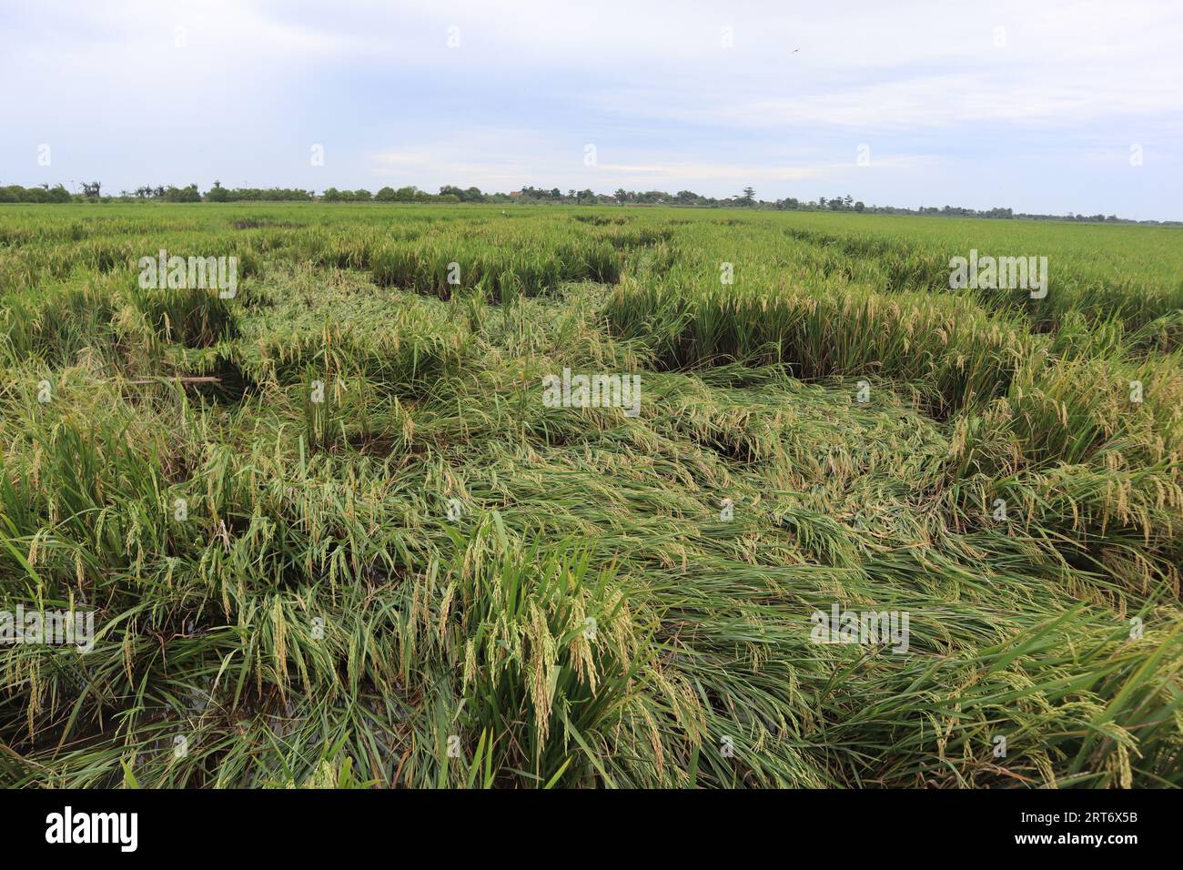 Plant roots in the bark of trees Stock Photo - Alamy