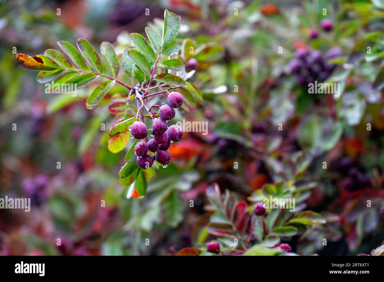 autumn time, autumn rowan colors, rainy autumn day, rowan, Sorbus Stock ...